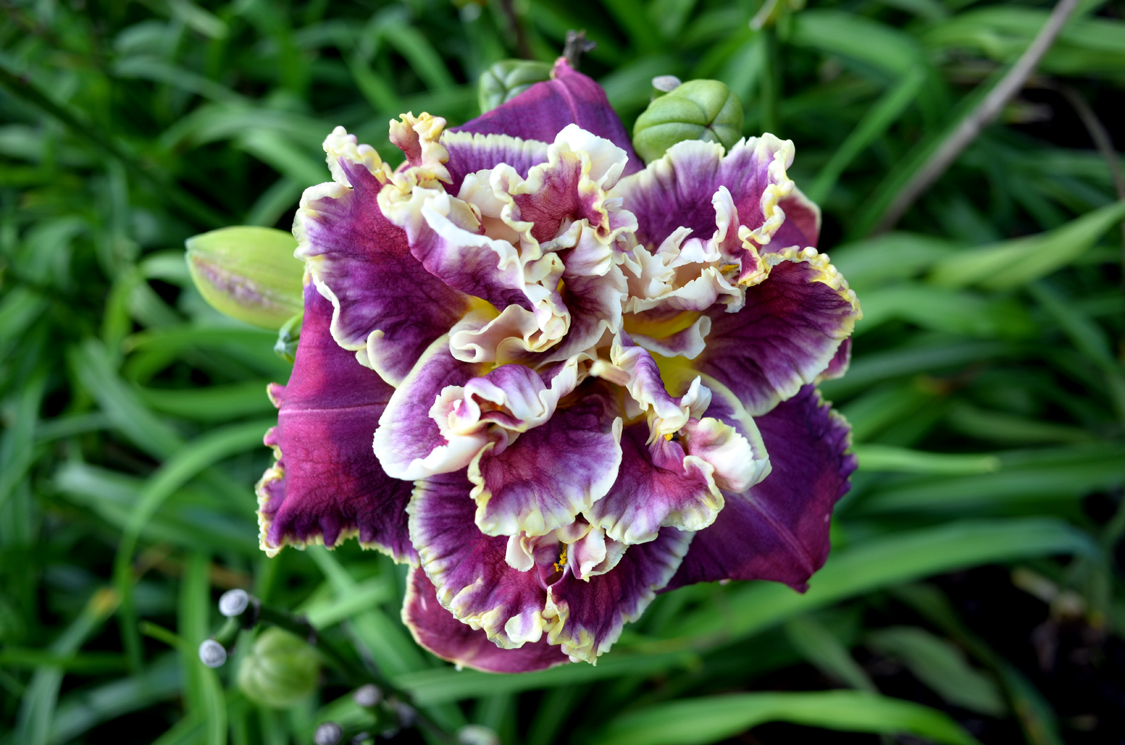Flash of Mischief, Daylily