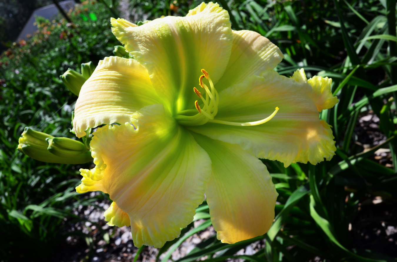 Extraordinary Killer Green Bananas Daylily Gallery